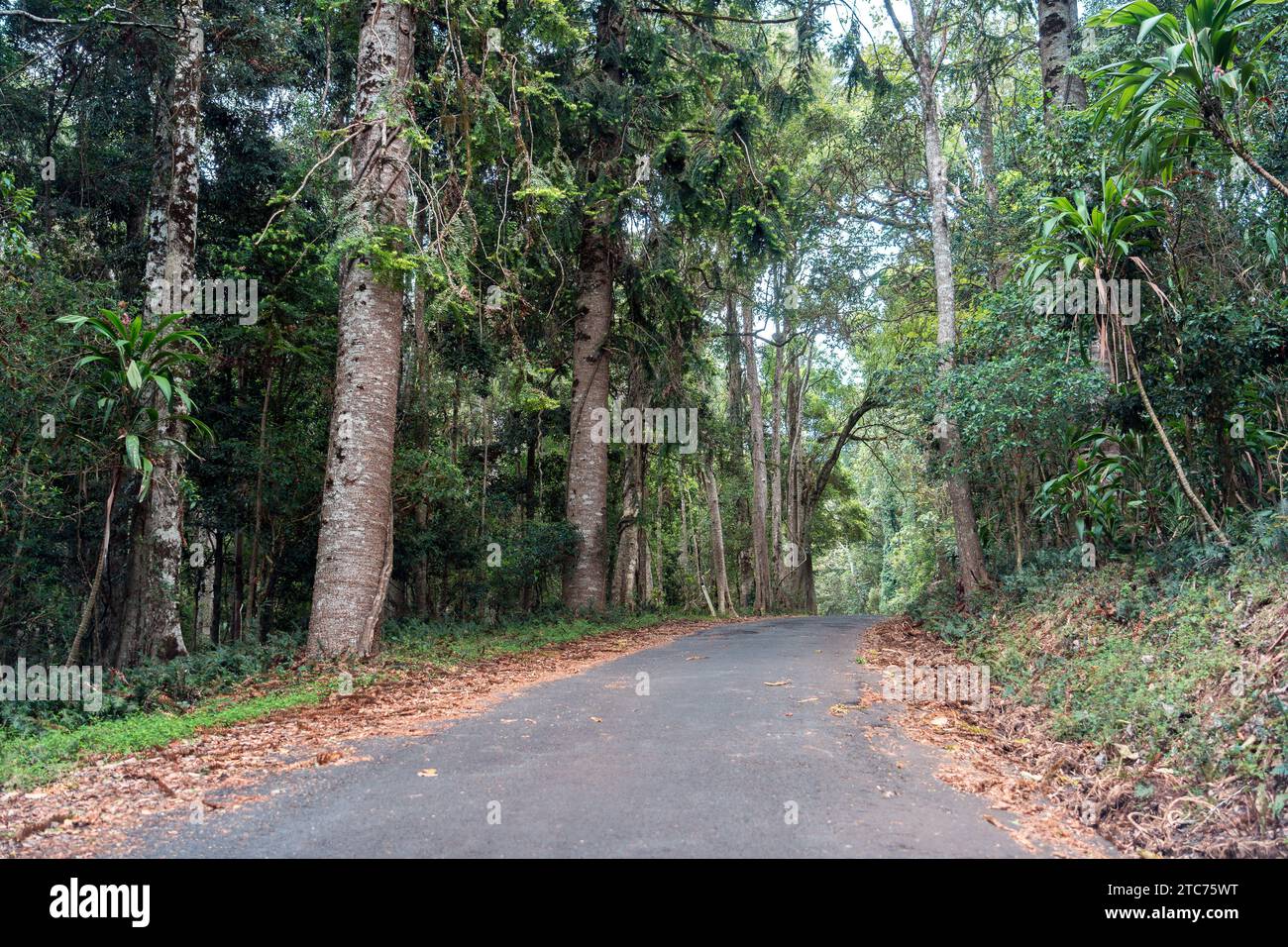 Road through the Bunya Mountains National Park, Queensland, Australia ...