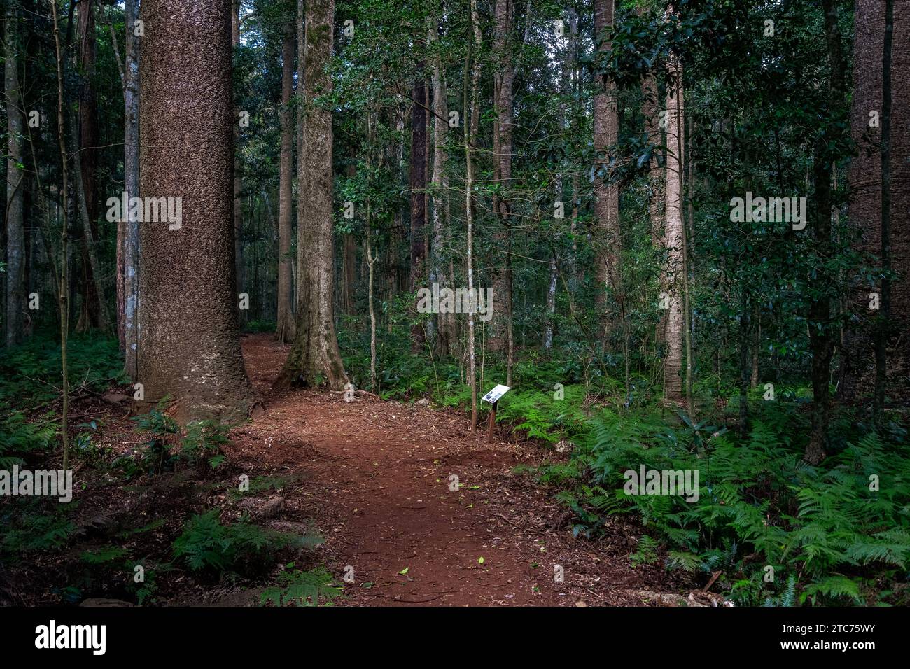 Walking track through the forest in Bunya Mountains National Park ...