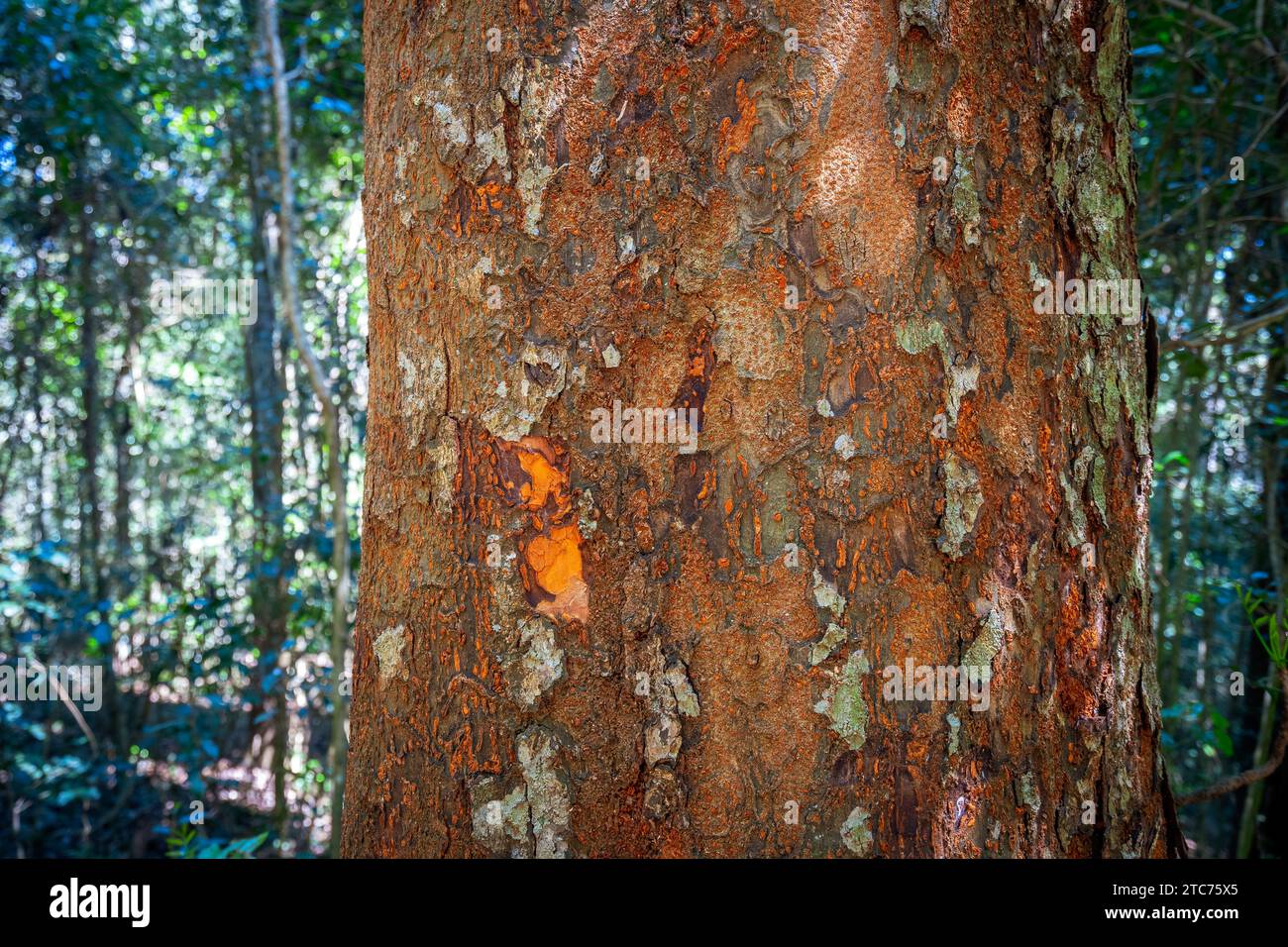 Crow's Ash tree trunk (Flindersia australis Stock Photo - Alamy
