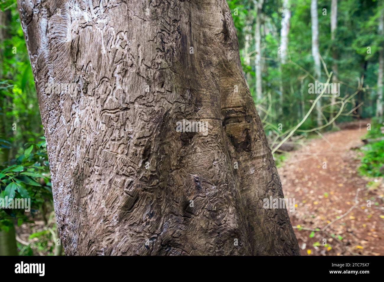 White Booyong tree trunk (Argyrodendron trifoliolatum Stock Photo - Alamy