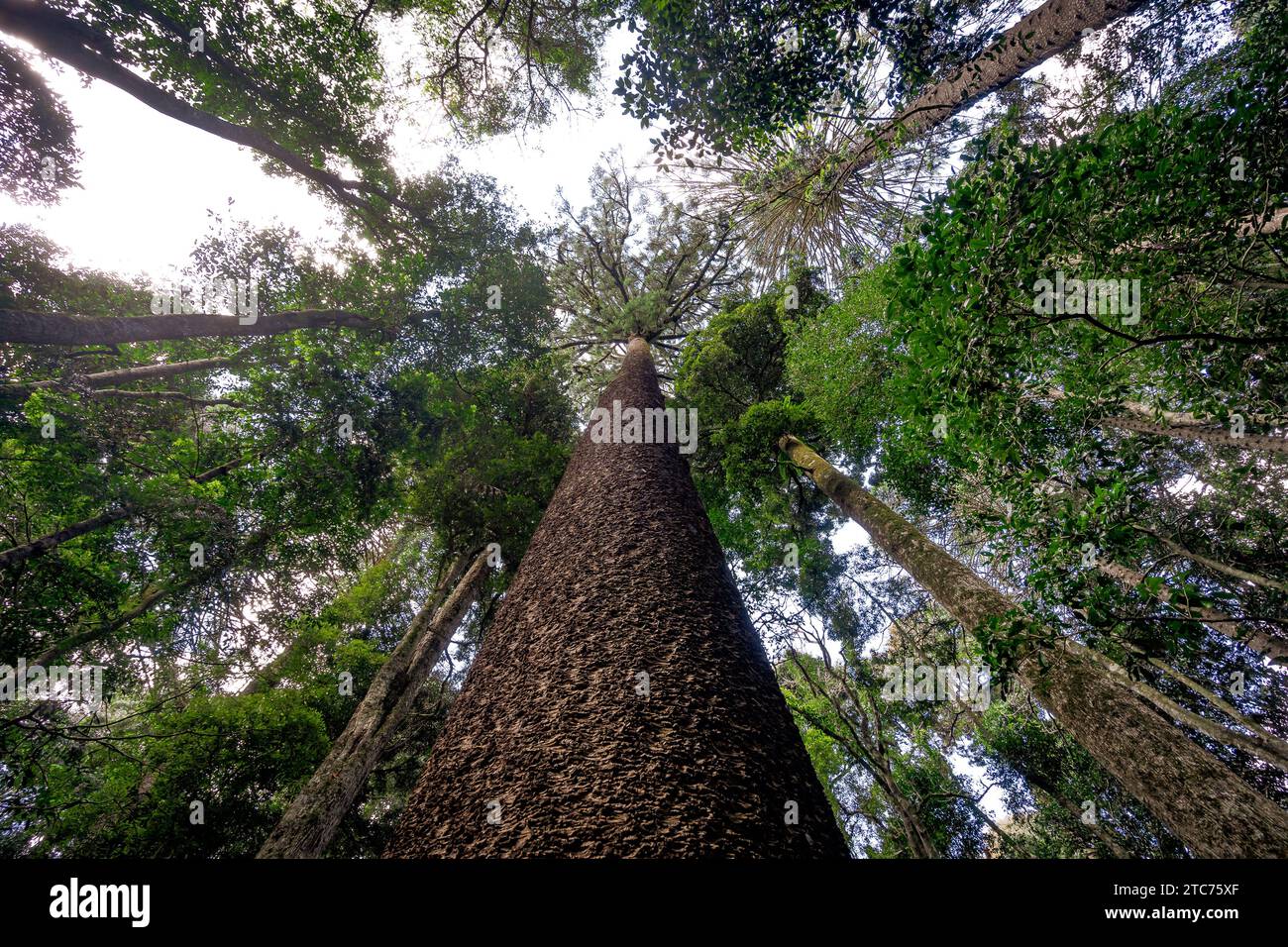 Looking up the Bunya pine trees in Bunya Mountains National Park ...