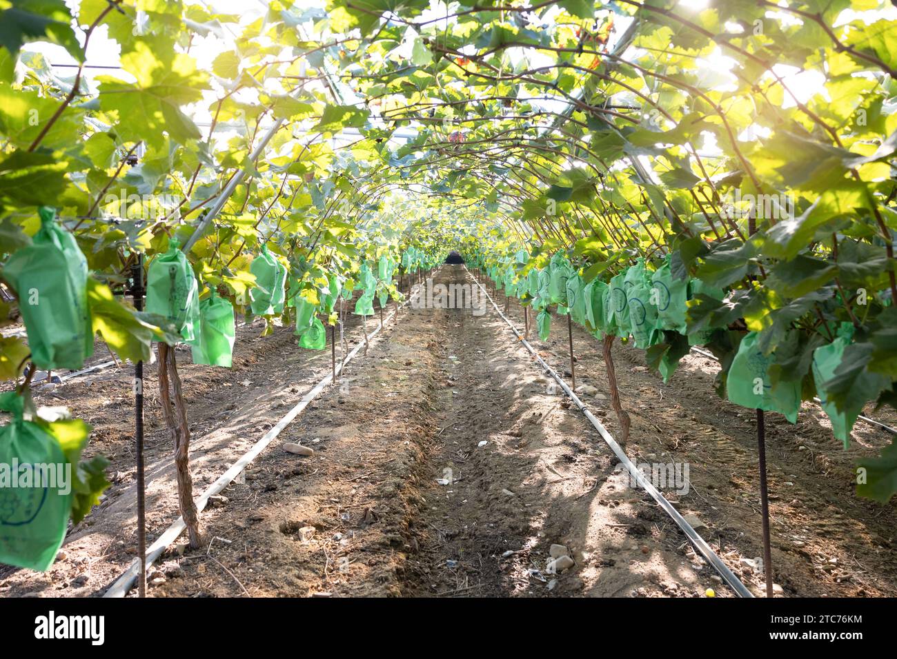 A view of the tunnel of Shine Muscat vineyards in Korea Stock Photo - Alamy