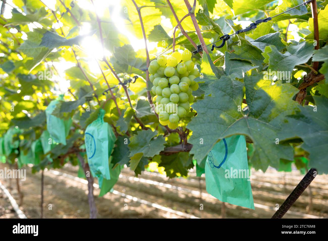 Close-up photo of grapes in Shine Muscat vineyard in South Korea Stock ...