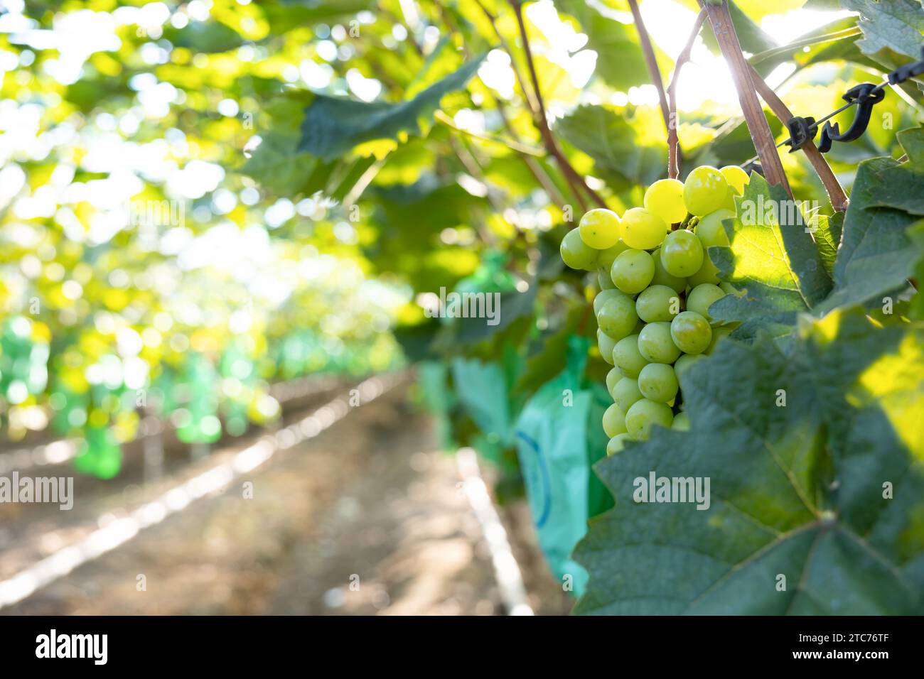 Close-up photo of grapes in Shine Muscat vineyard in South Korea Stock ...