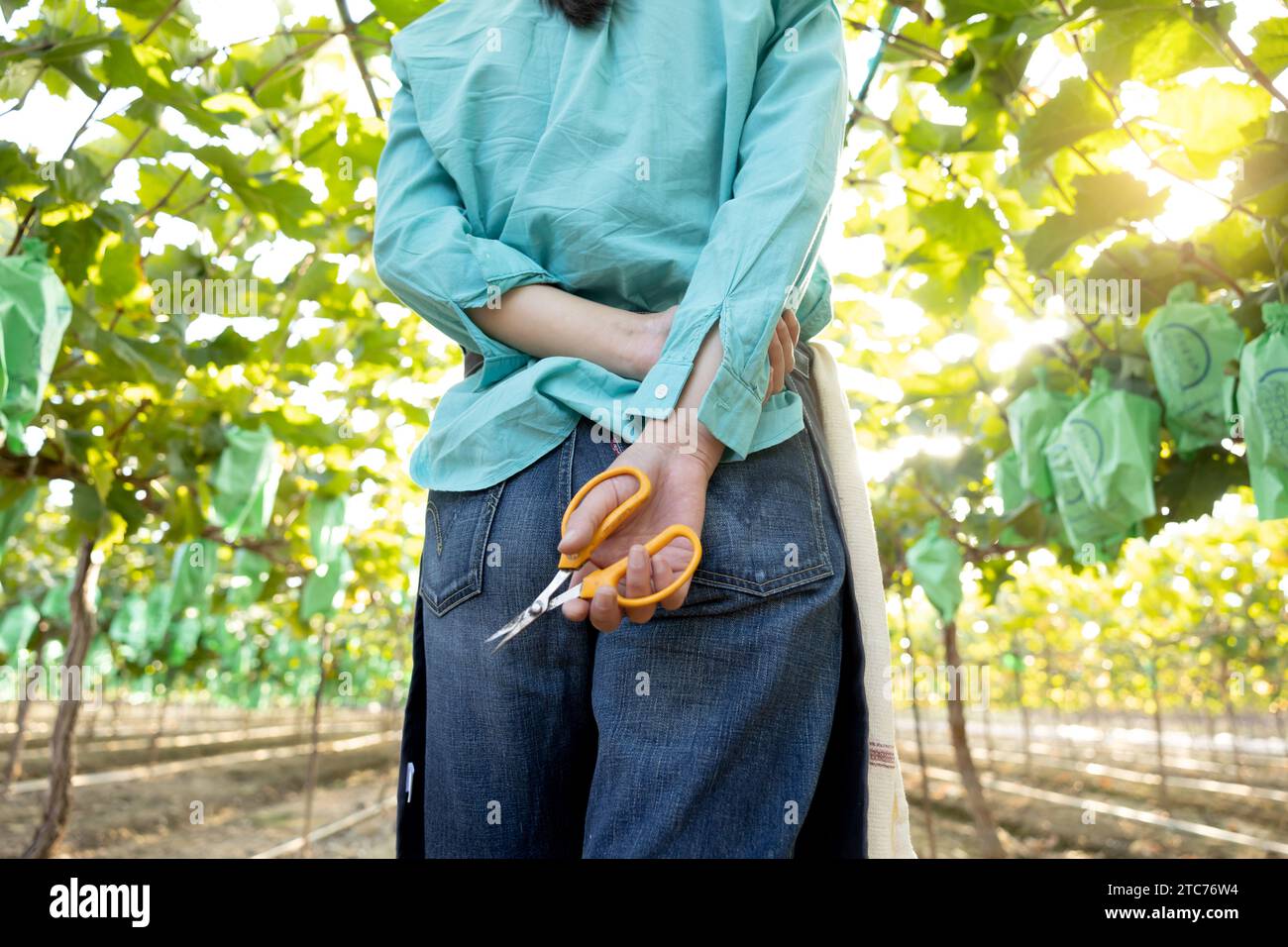 Back view of a young Korean female farmer looking at crops in her ...