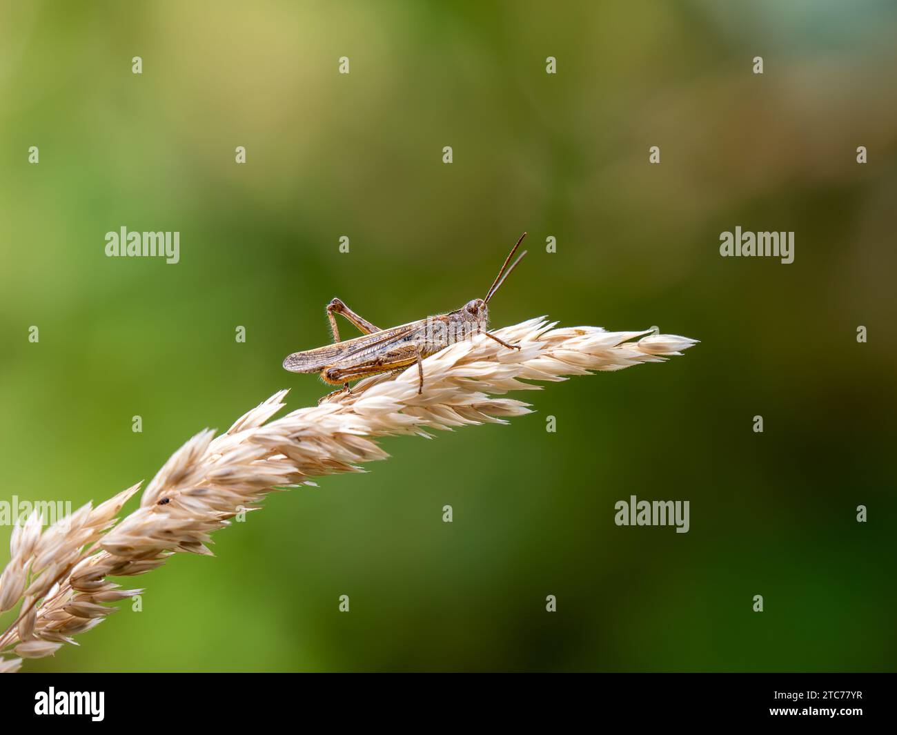 Common Field Grasshopper on Grass Stock Photo - Alamy