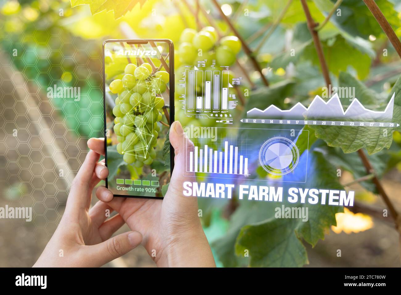 A woman measuring crop growth rate with augmented reality and AR ...