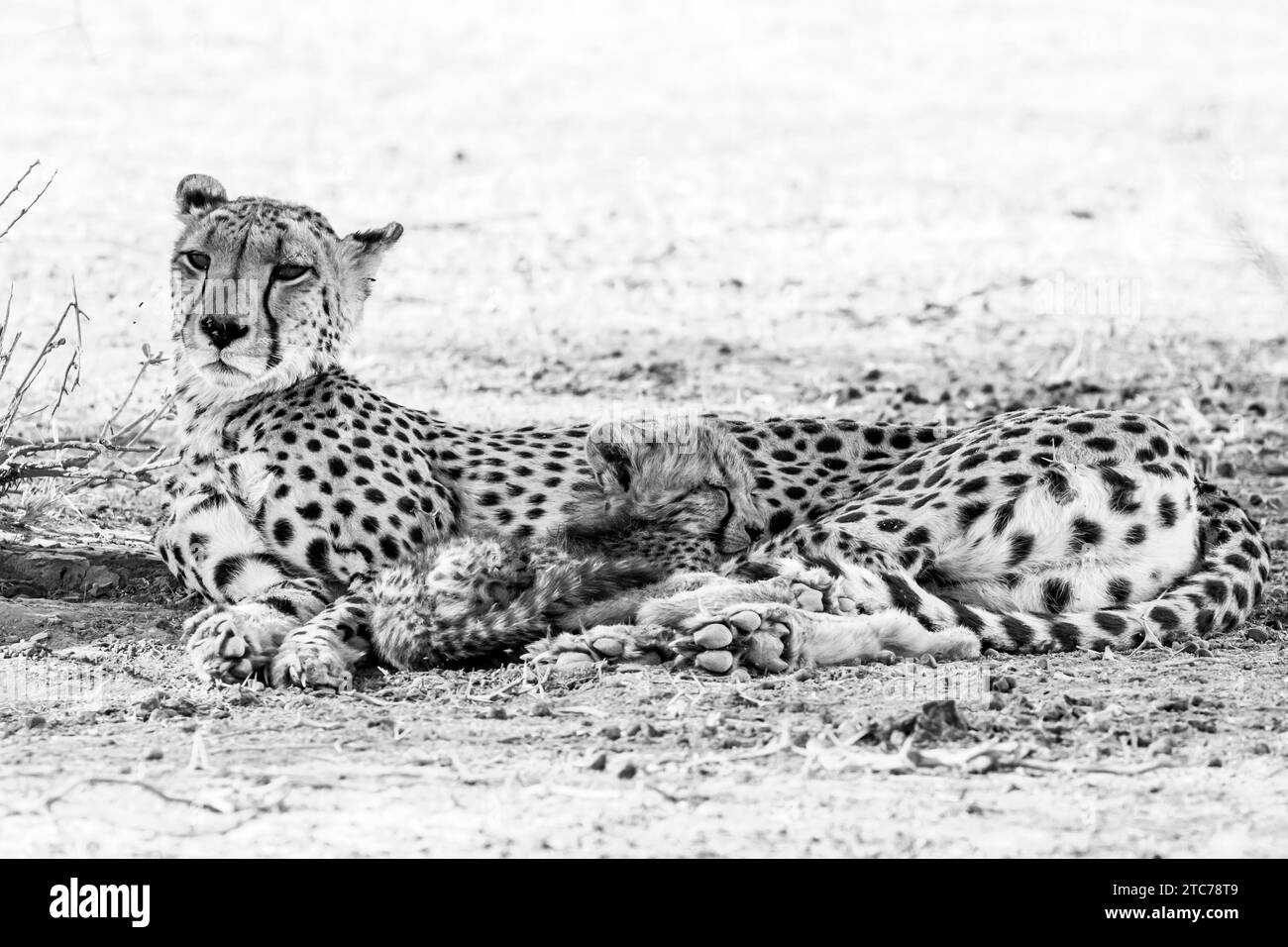 Vulnerable cat Black and White Stock Photos & Images - Alamy
