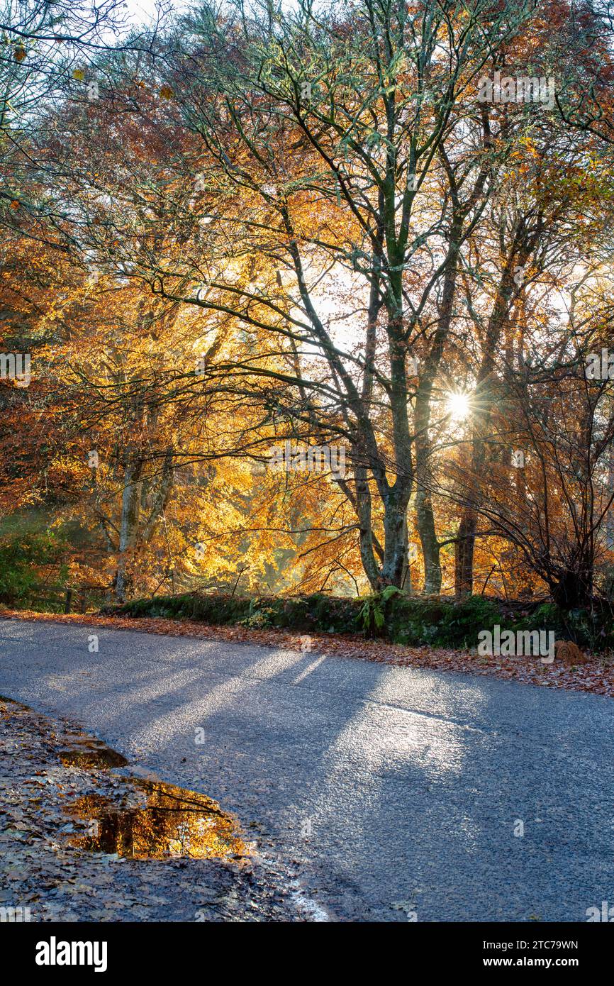 Autumn beech trees at Randolph's Leap. Morayshire, Scotland Stock Photo ...