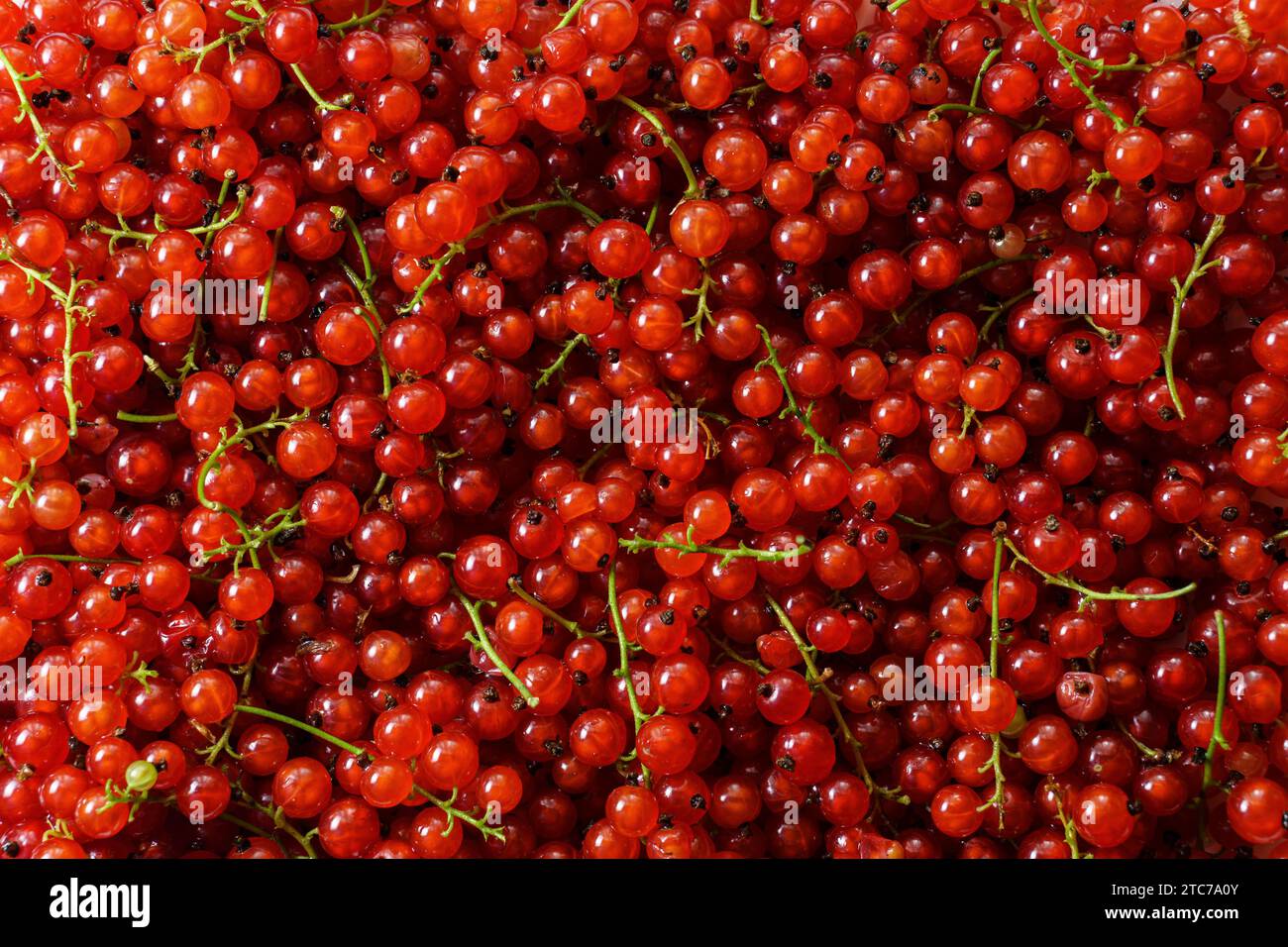 Red currant background, natural backdrop wallpaper Stock Photo - Alamy