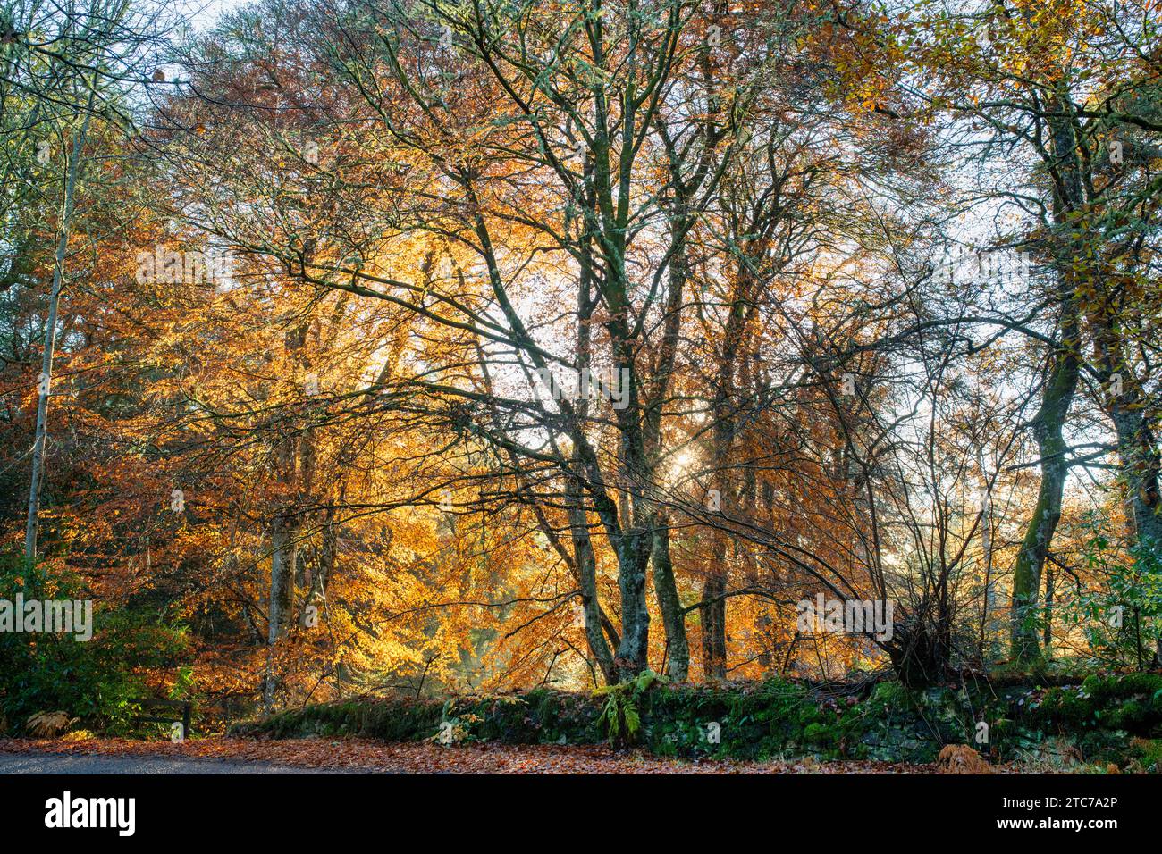 Canopy leap hi-res stock photography and images - Alamy