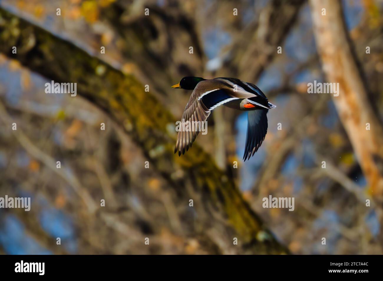 Aerial flight above lush treetops hi-res stock photography and images ...