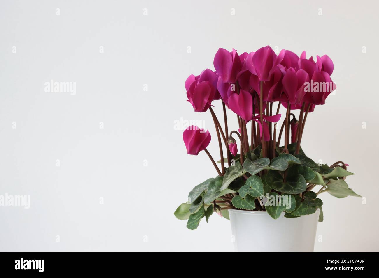 Close-up of a pretty pink cyclamen persicum plant in a white flower pot ...