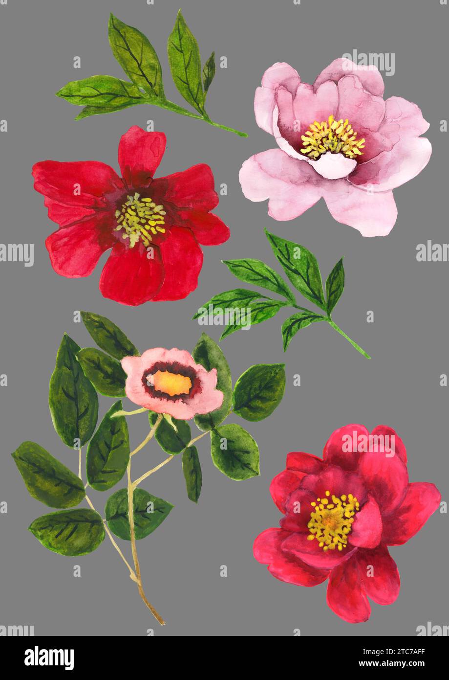Beautiful hand drawn flowers set Stock Photo - Alamy