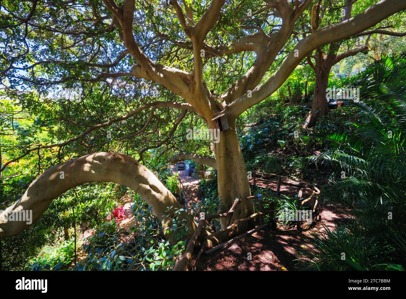 Wendy Whiteley's Secret Garden in Australia Stock Photo - Alamy