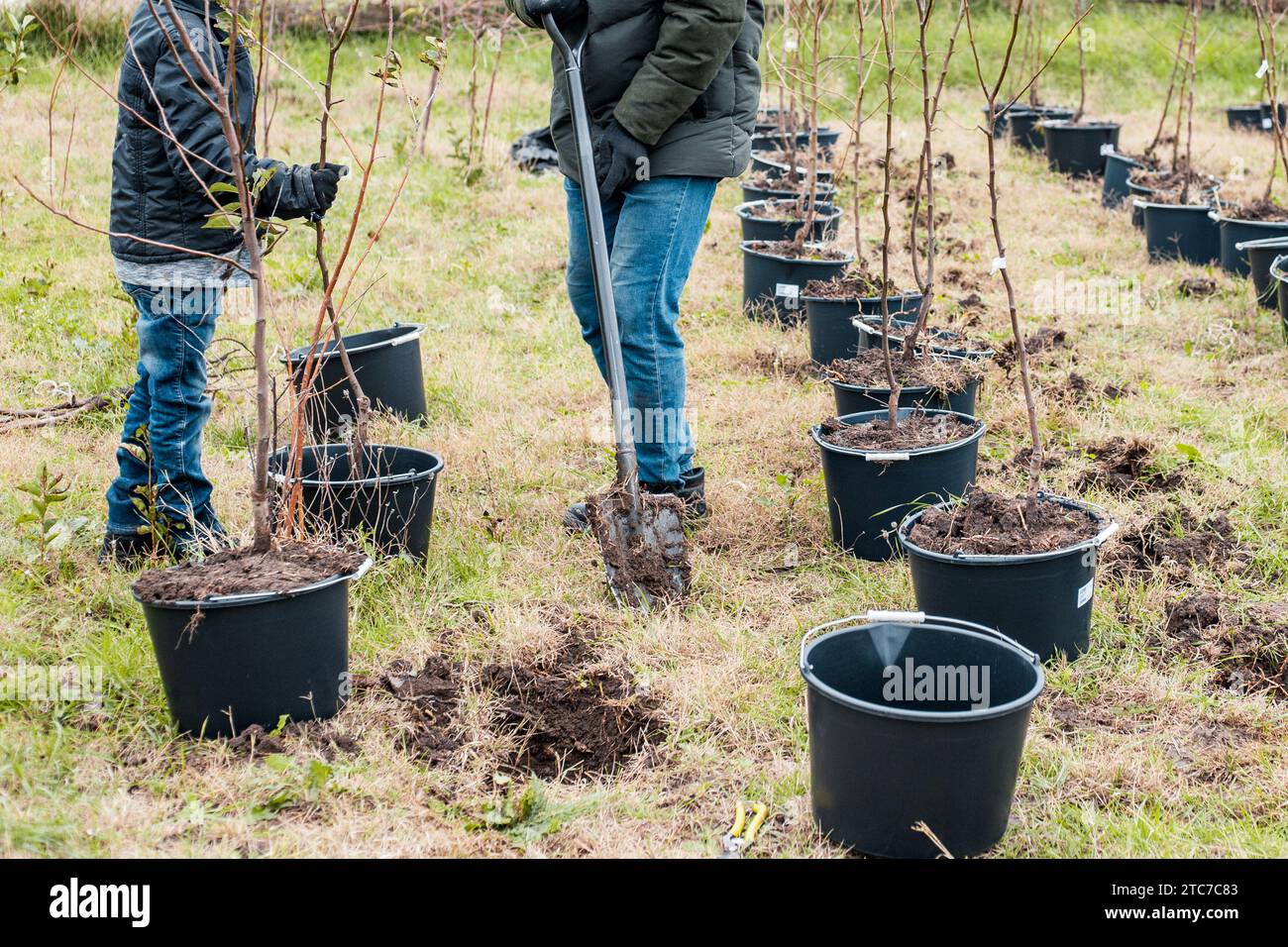 Planting seedlings. a man and an assistant bury the roots of young ...