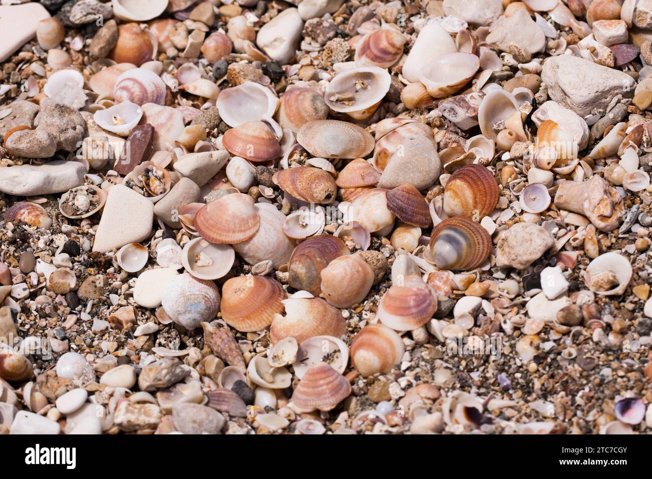 Endangered clam species hi-res stock photography and images - Alamy