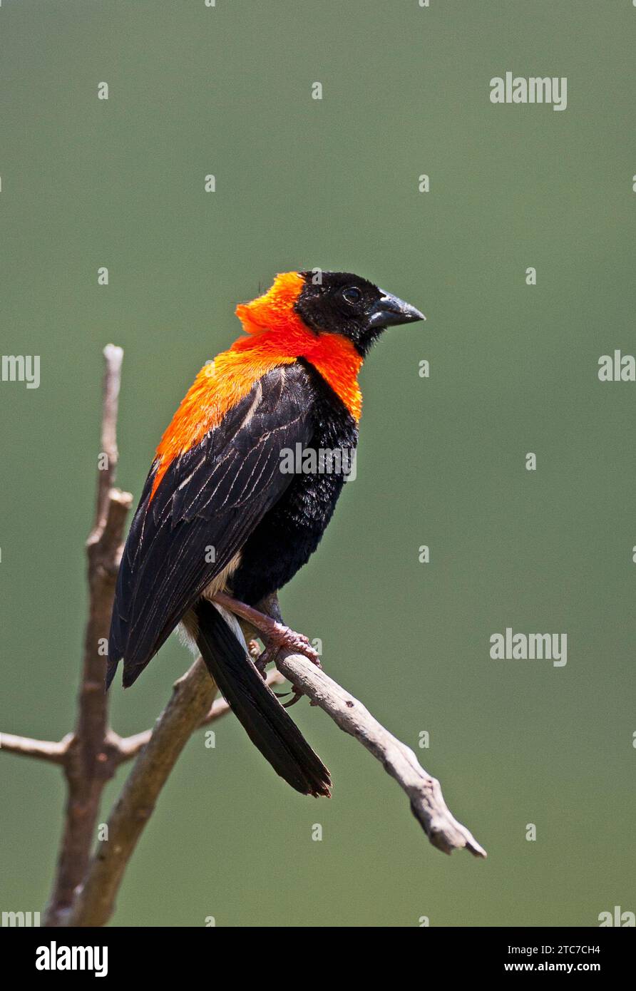 The black bishop (Euplectes gierowii) is a species of passerine bird in ...