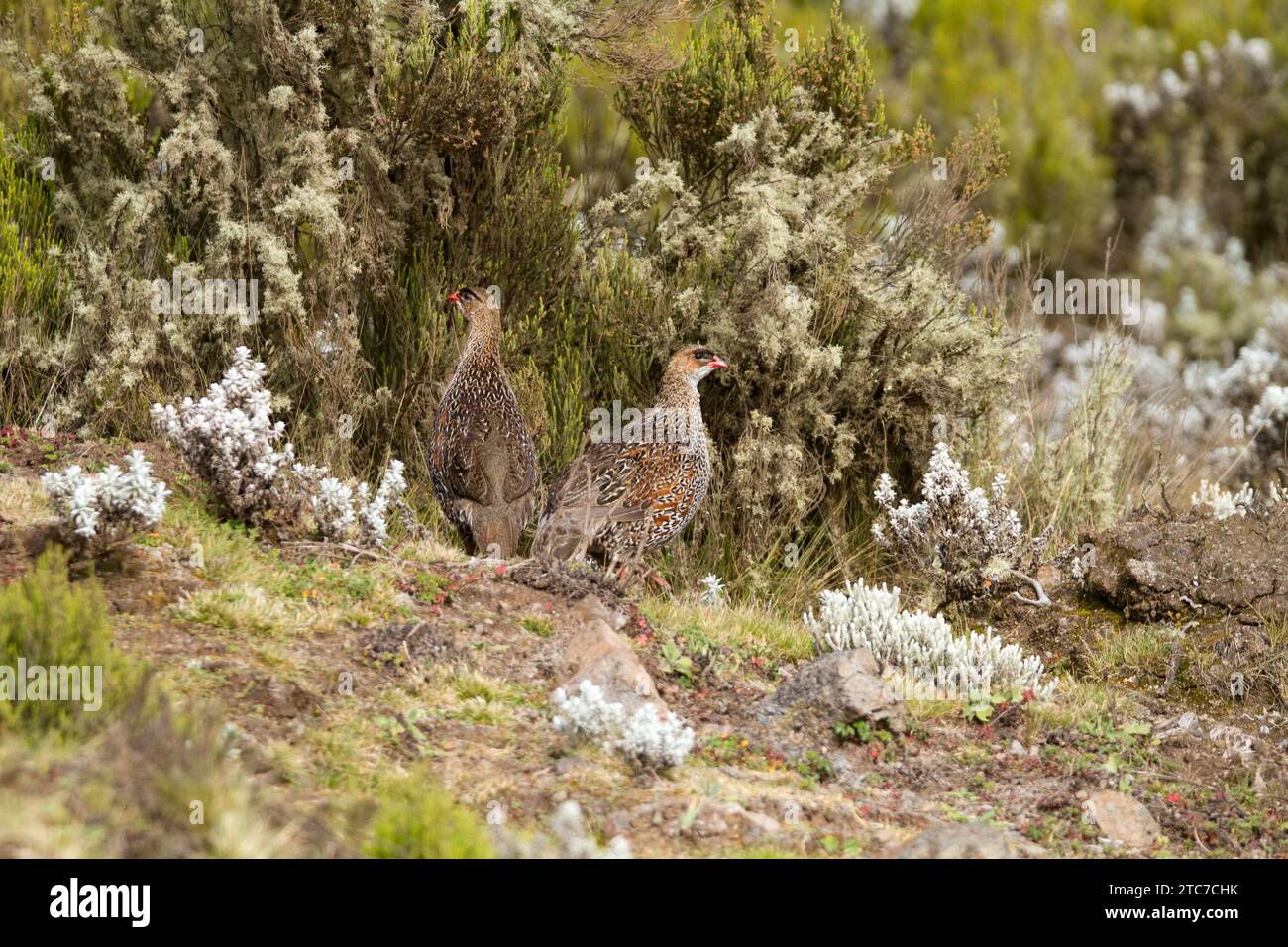 The chestnut-naped spurfowl (Pternistis castaneicollis) is a species of ...