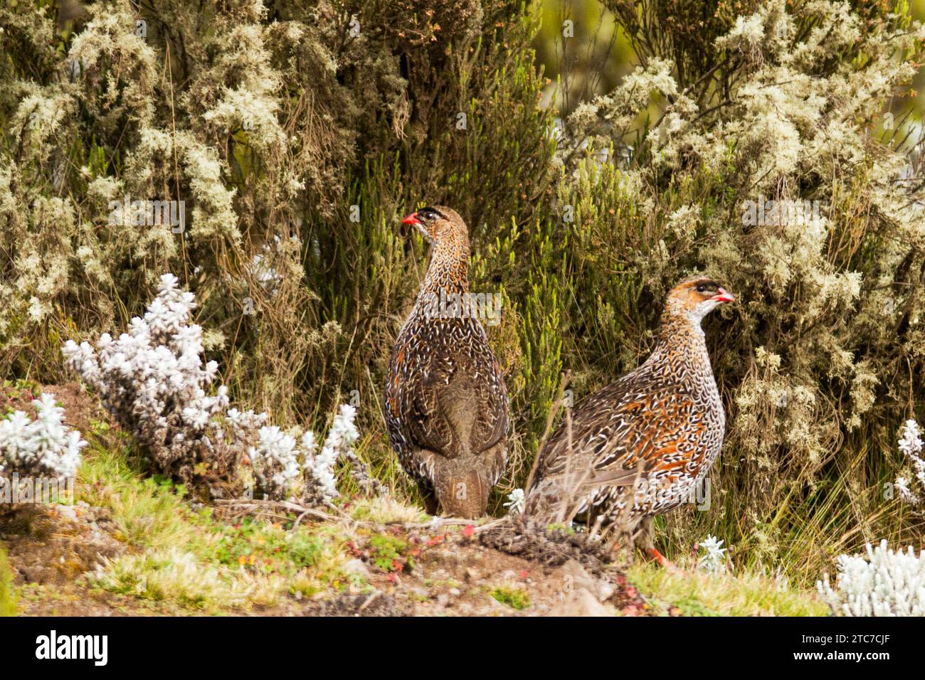 The chestnut-naped spurfowl (Pternistis castaneicollis) is a species of ...