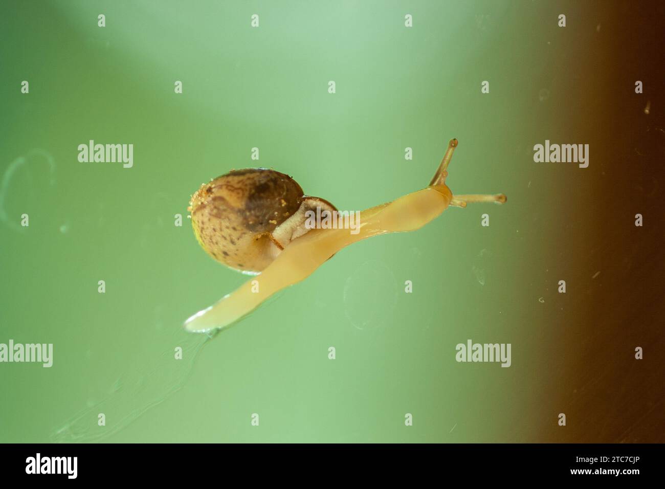 Gastropods belonging hi-res stock photography and images - Alamy
