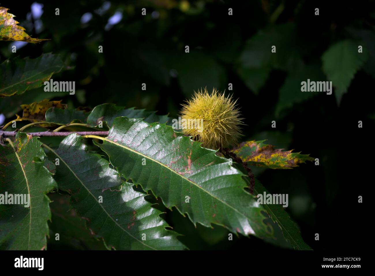 Yellow chestnut hedgehog next to green leaf on chestnut tree in forest ...