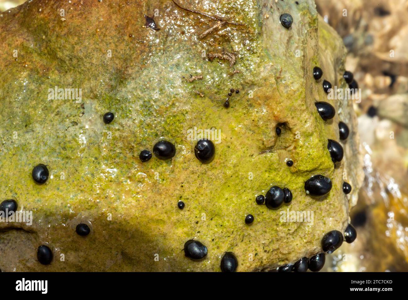 Theodoxus jordani is a species of freshwater snail with an operculum, an aquatic gastropod ...