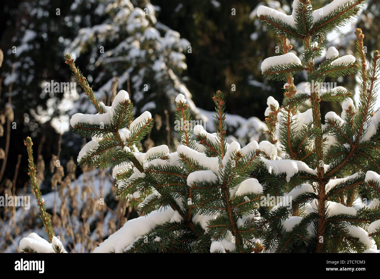 Fir tree branches covered with white snow in winter. A close up photo ...