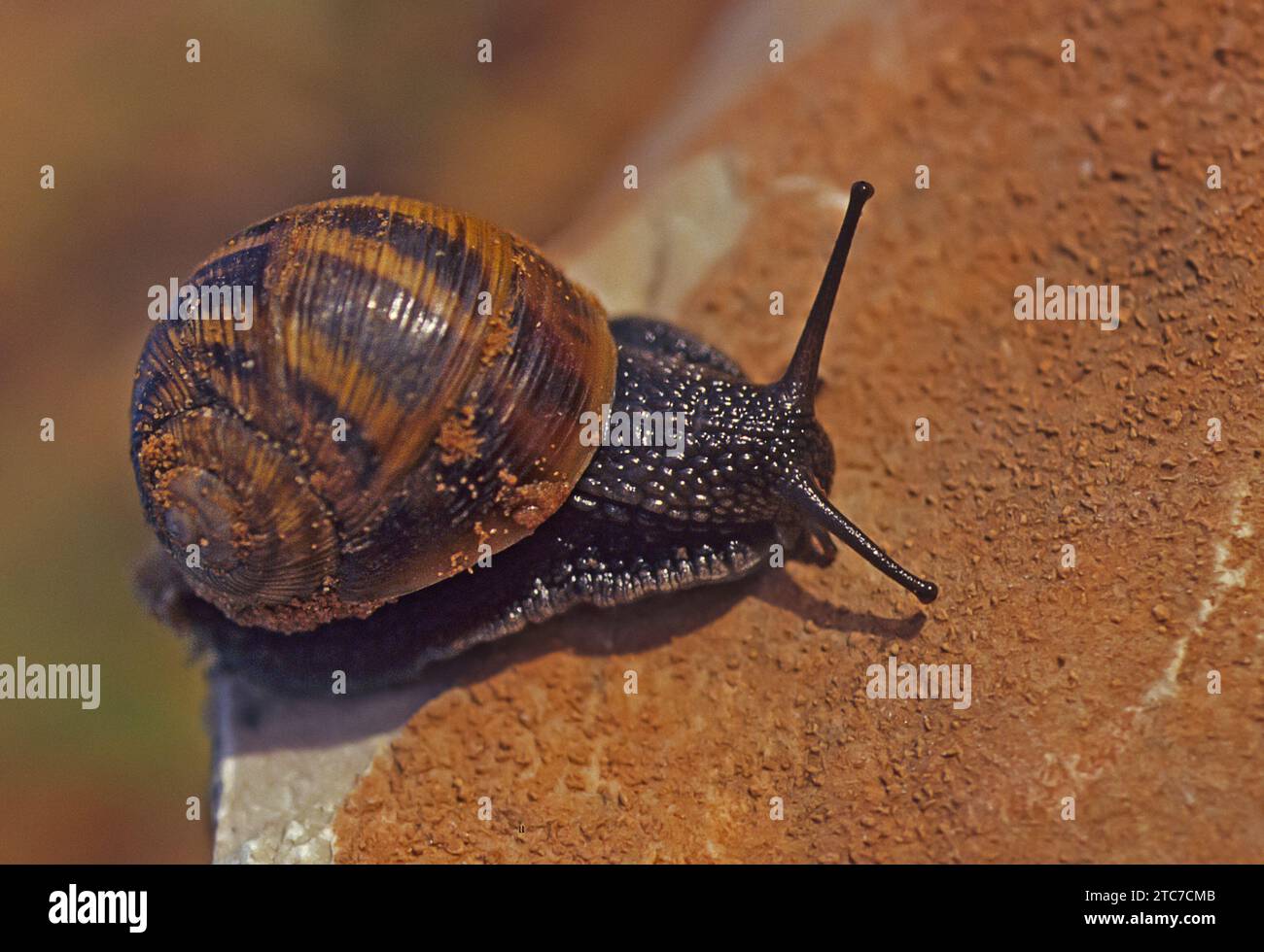 snail (Helix engaddensis) mating. Helix engaddensis is a species of ...
