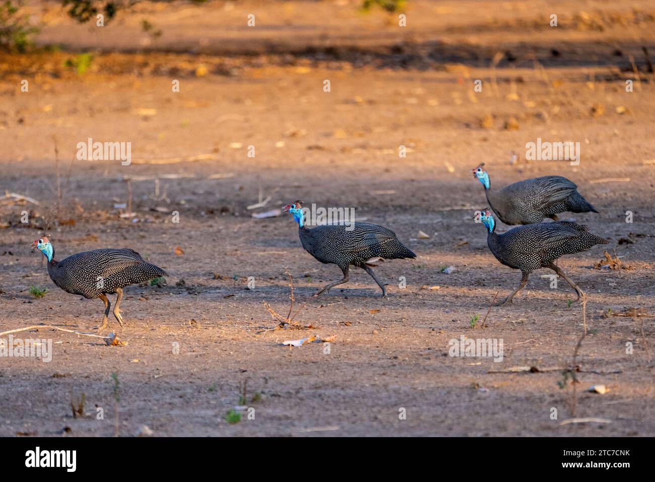 Helmeted guineafowl (Numida meleagris) walking in grass. Its original ...