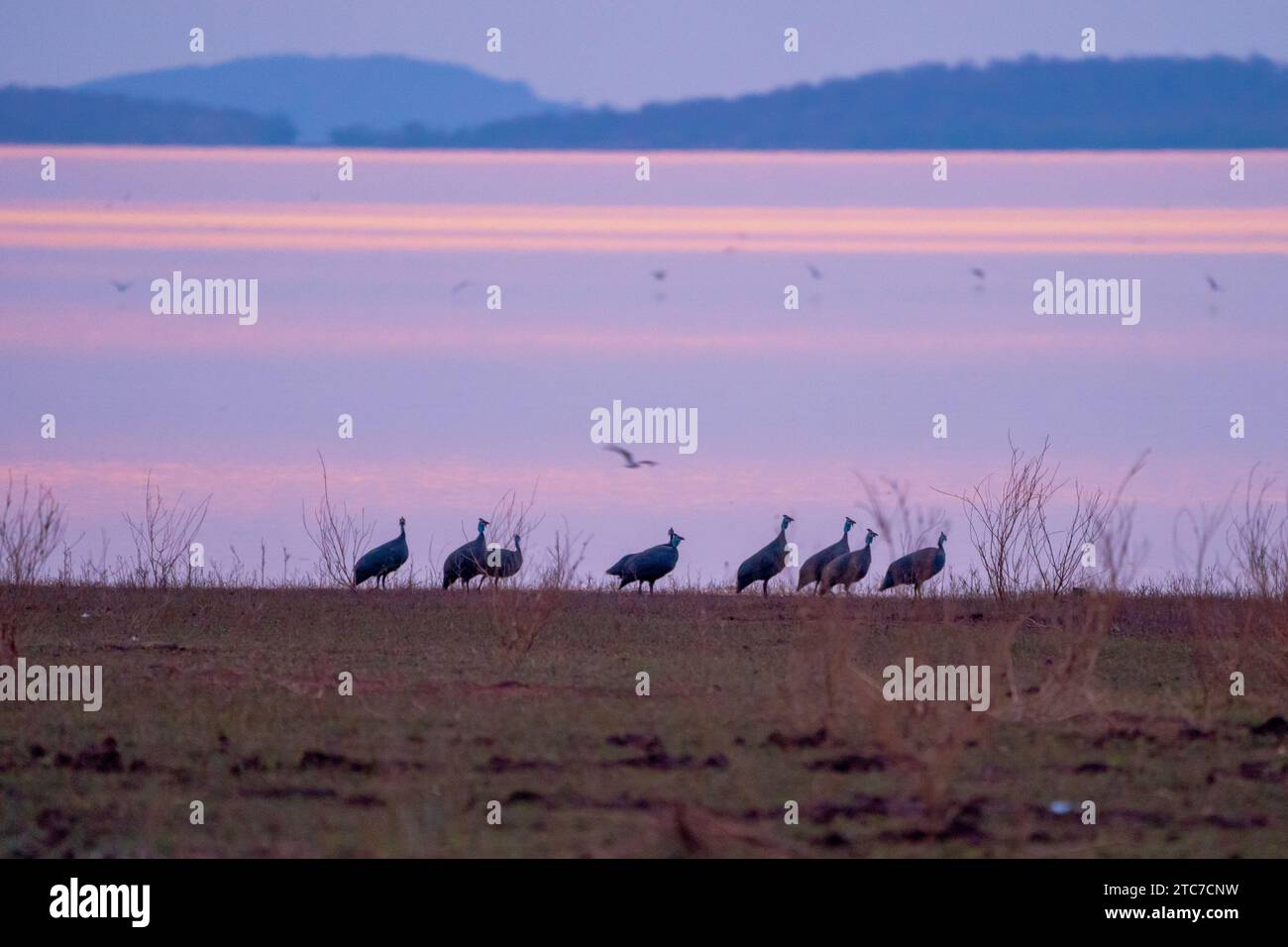 Helmeted guineafowl (Numida meleagris) walking in grass. Its original ...