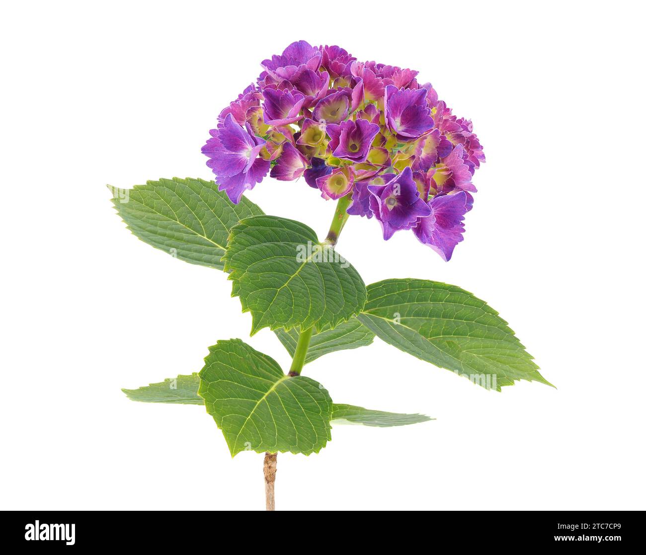 French hydrangea isolated on white background, Hydrangea macrophylla ...