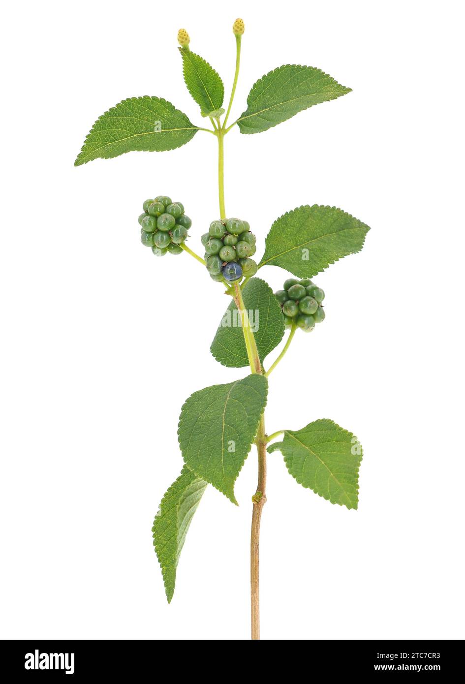 Common Lantana isolated on white background, Lantana camara Stock Photo ...