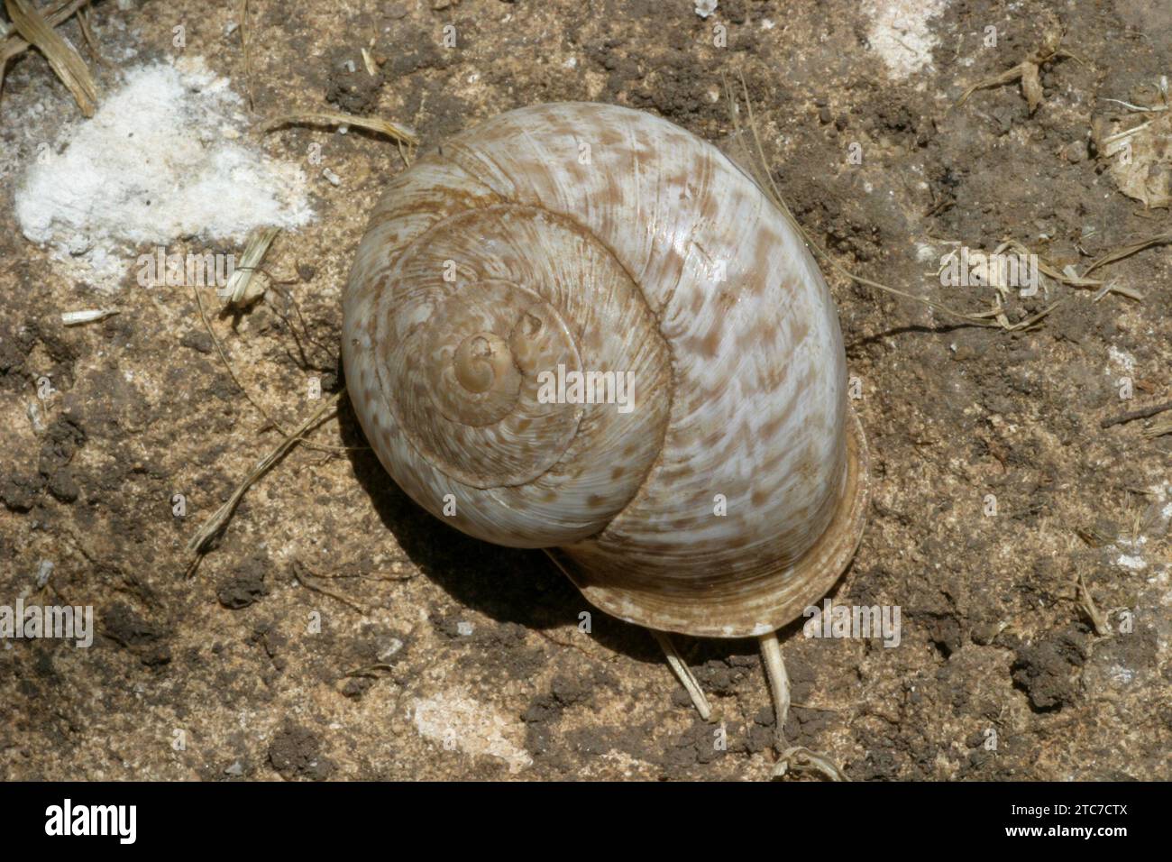 Mediterranean coastal snail hi-res stock photography and images - Alamy