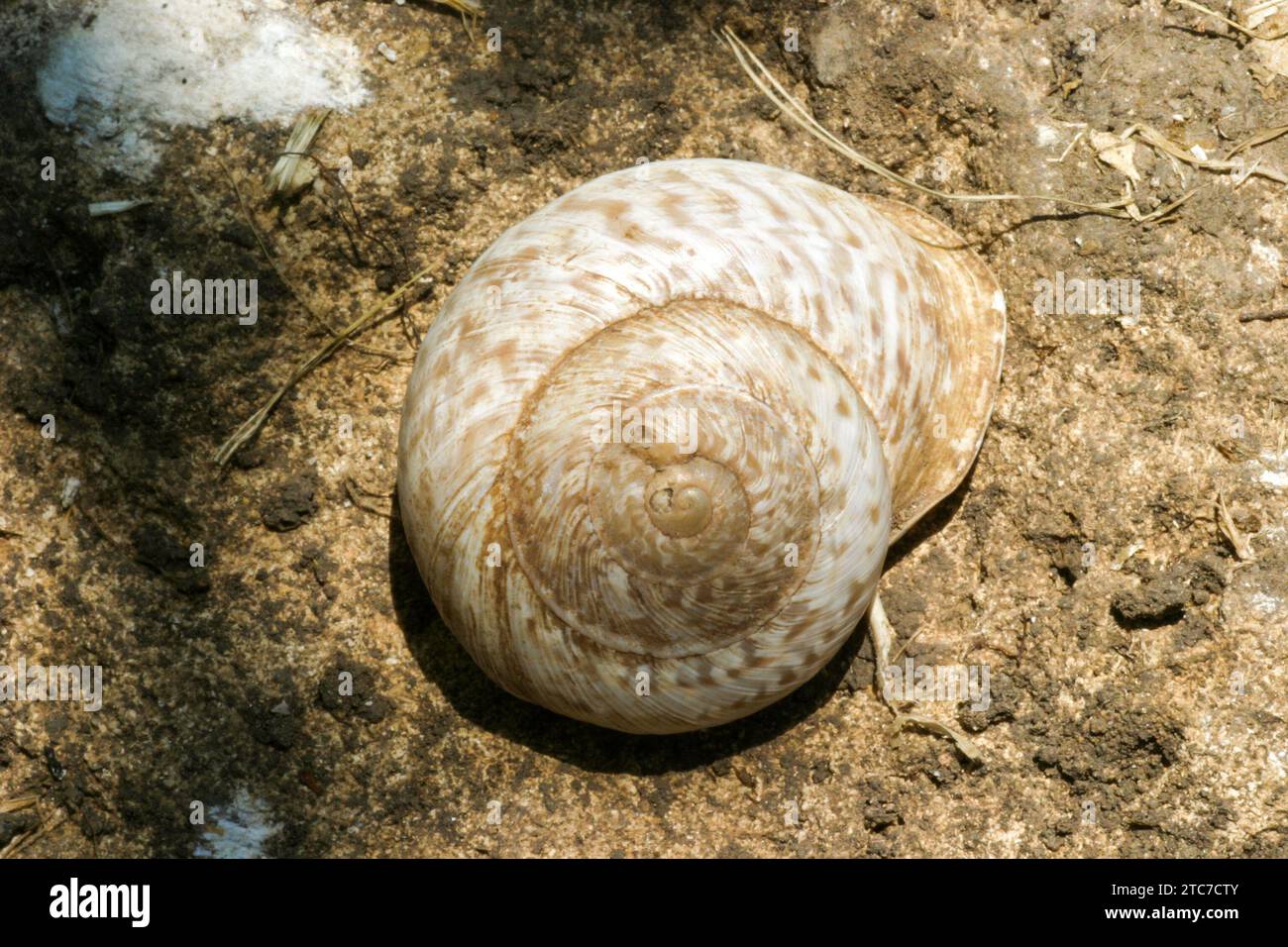 Mediterranean coastal snail hi-res stock photography and images - Alamy