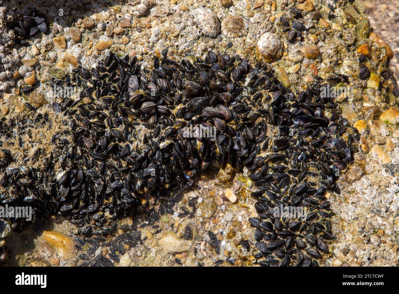 Mediterranean mollusks hi-res stock photography and images - Alamy