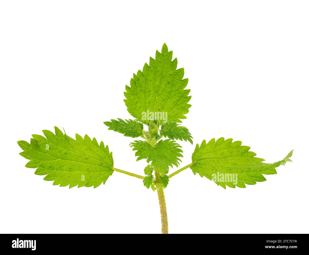 Small nettle isolated on white background, Urtica urens Stock Photo - Alamy