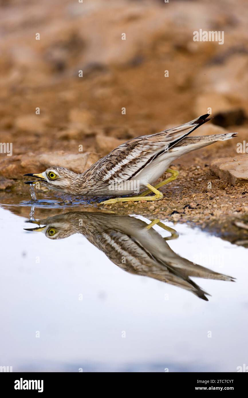 Water bird predator hi-res stock photography and images - Alamy