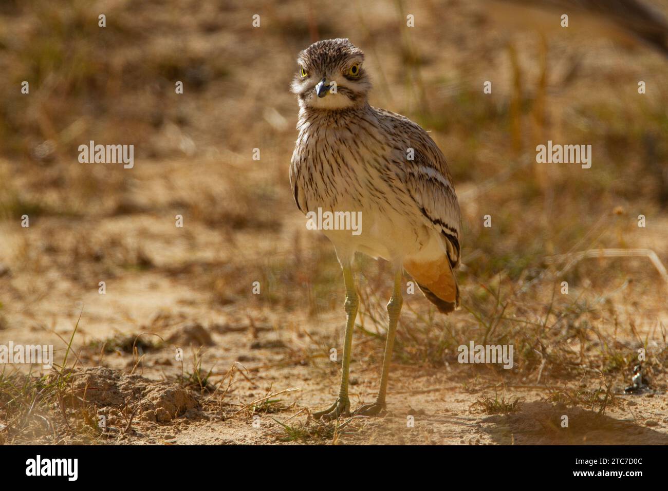 Eurasian curlew nest hi-res stock photography and images - Alamy