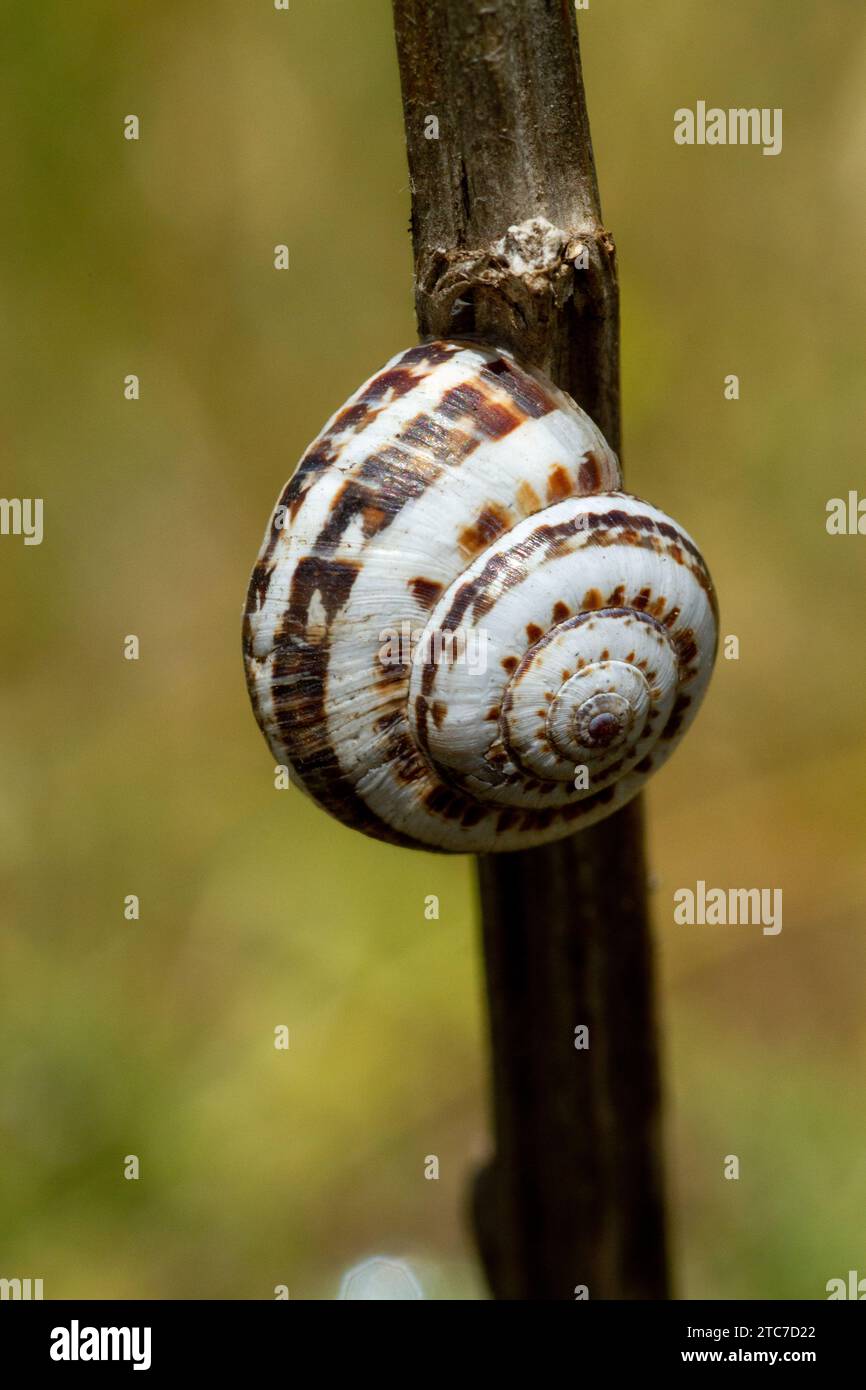 White garden snail (Theba pisana) aestiviating on a dune plant ...