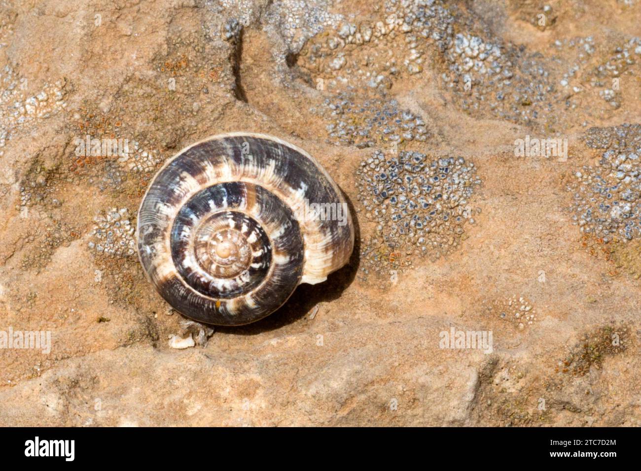 Xeropicta carmelensis hi-res stock photography and images - Alamy