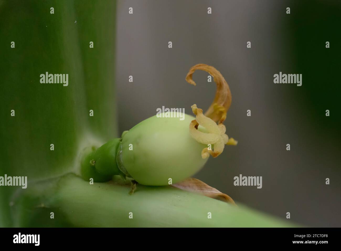 Immature fruit developing on a young Papaya Tree (Carica papaya Stock ...