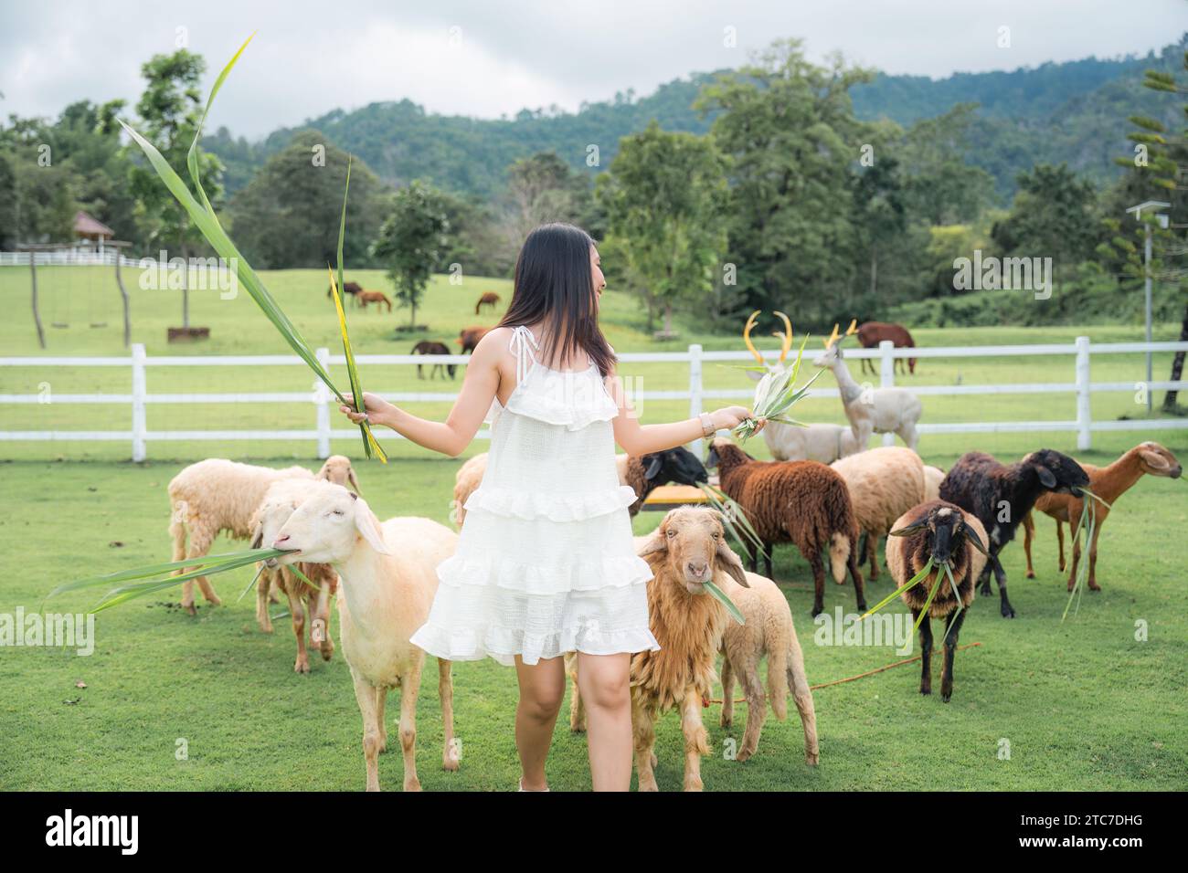 Beautiful asian woman enjoying with feeding to flock of sheep in rural ...