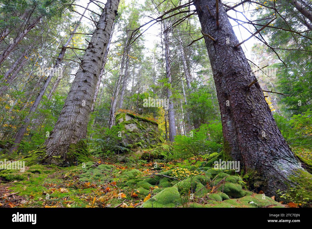 tall coniferous trees with moss in a green mountain forest Stock Photo ...
