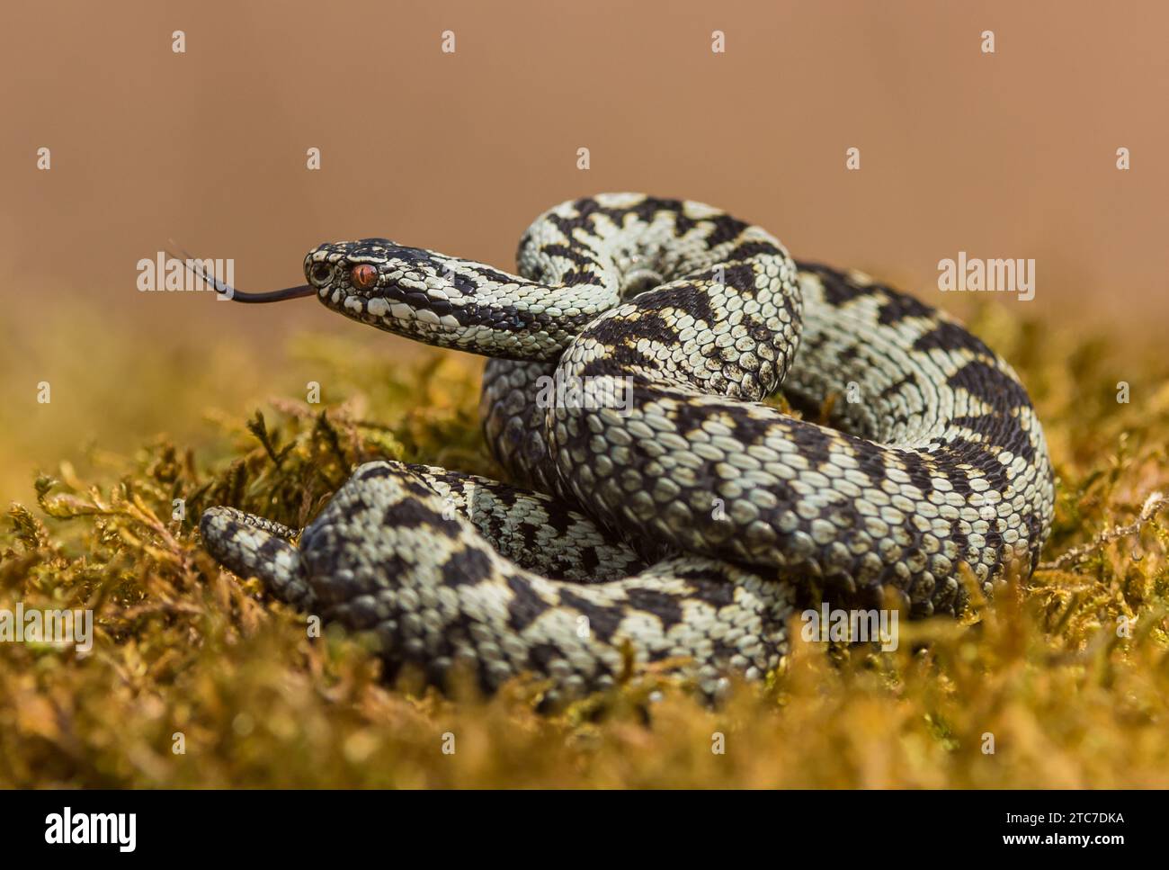 Adders basking in sun hi-res stock photography and images - Alamy