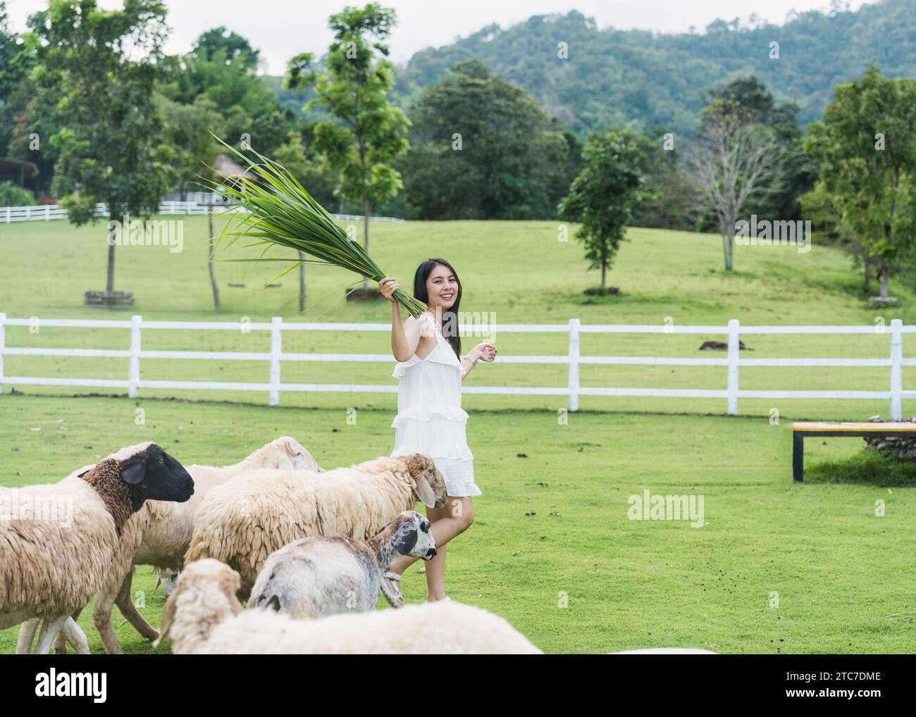 Beautiful asian woman happy with feeding grass of flock of sheep on ...