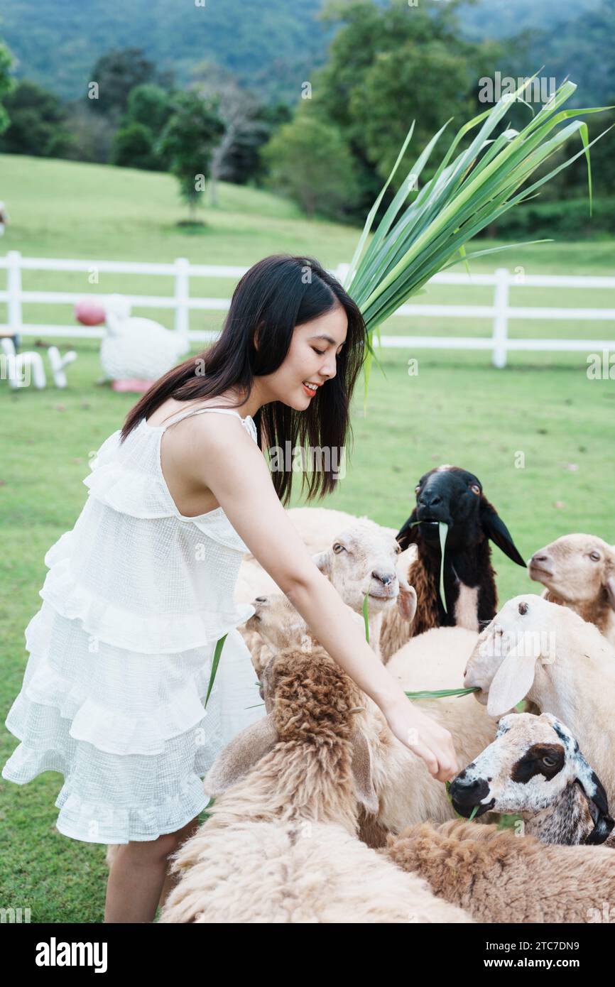 Beautiful asian woman happy with feeding grass of flock of sheep on ...