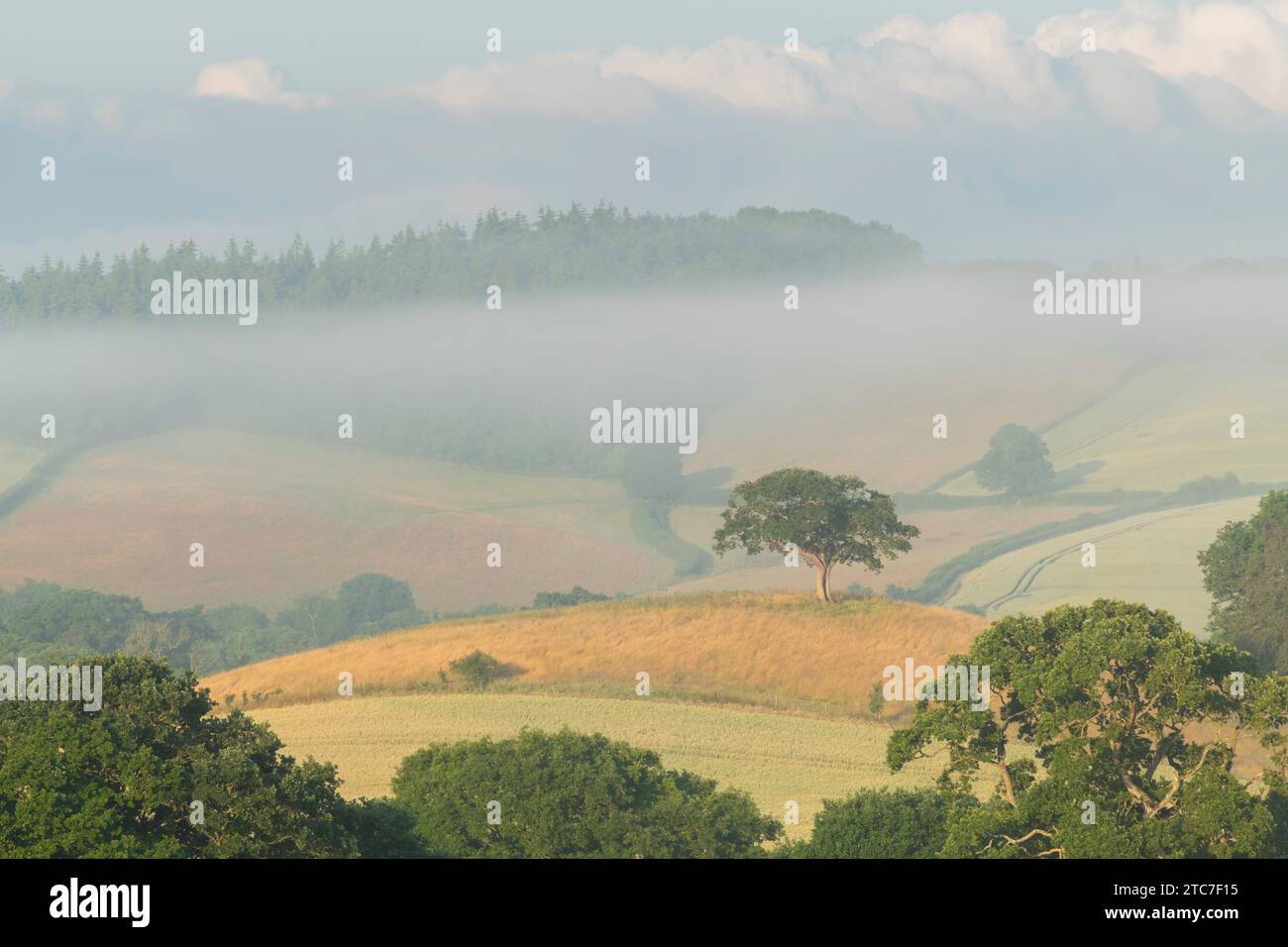 Lone hilltop tree in surrounding countryside, Devon, England. Summer ...