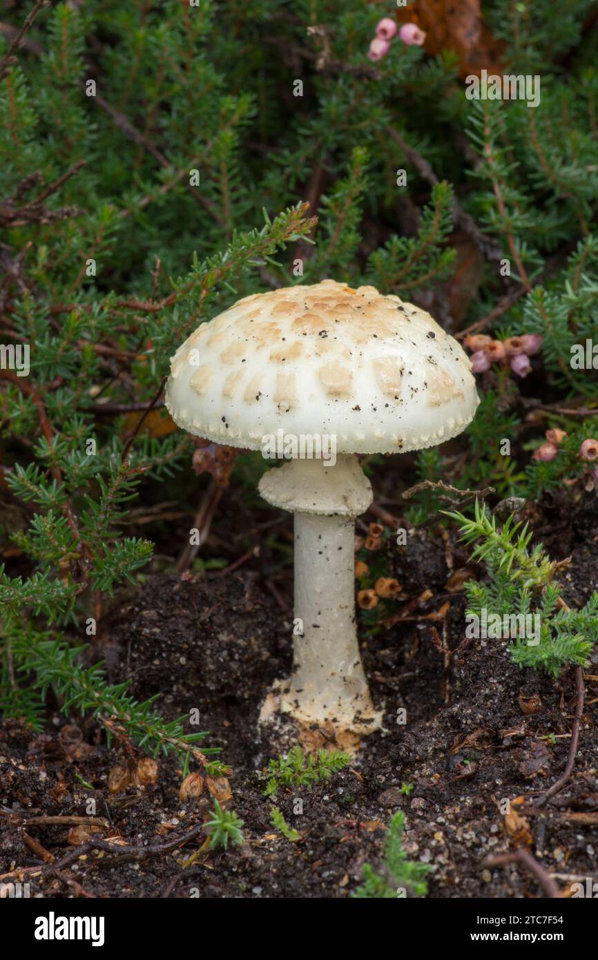 False death cap, False deathcap, Amanita citrina, toadstool growing in ...