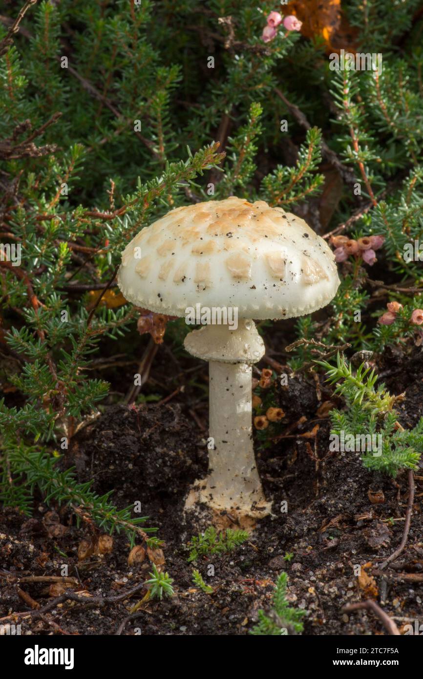 False death cap, False deathcap, Amanita citrina, toadstool growing in ...